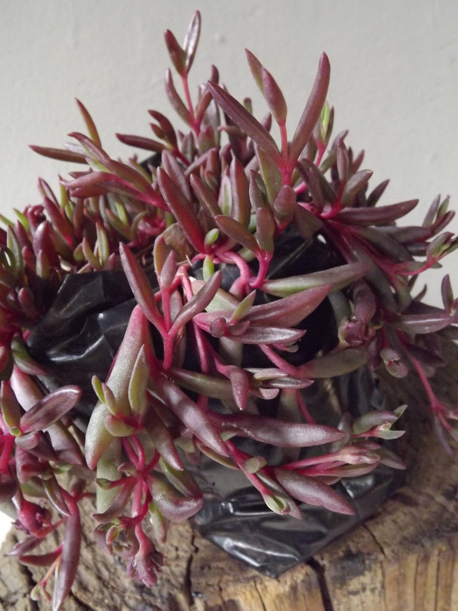 String of Rubies South Africa