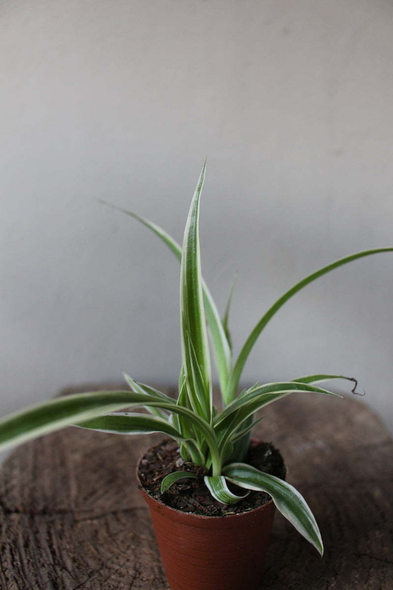 Spider Plant Terrarium South Africa