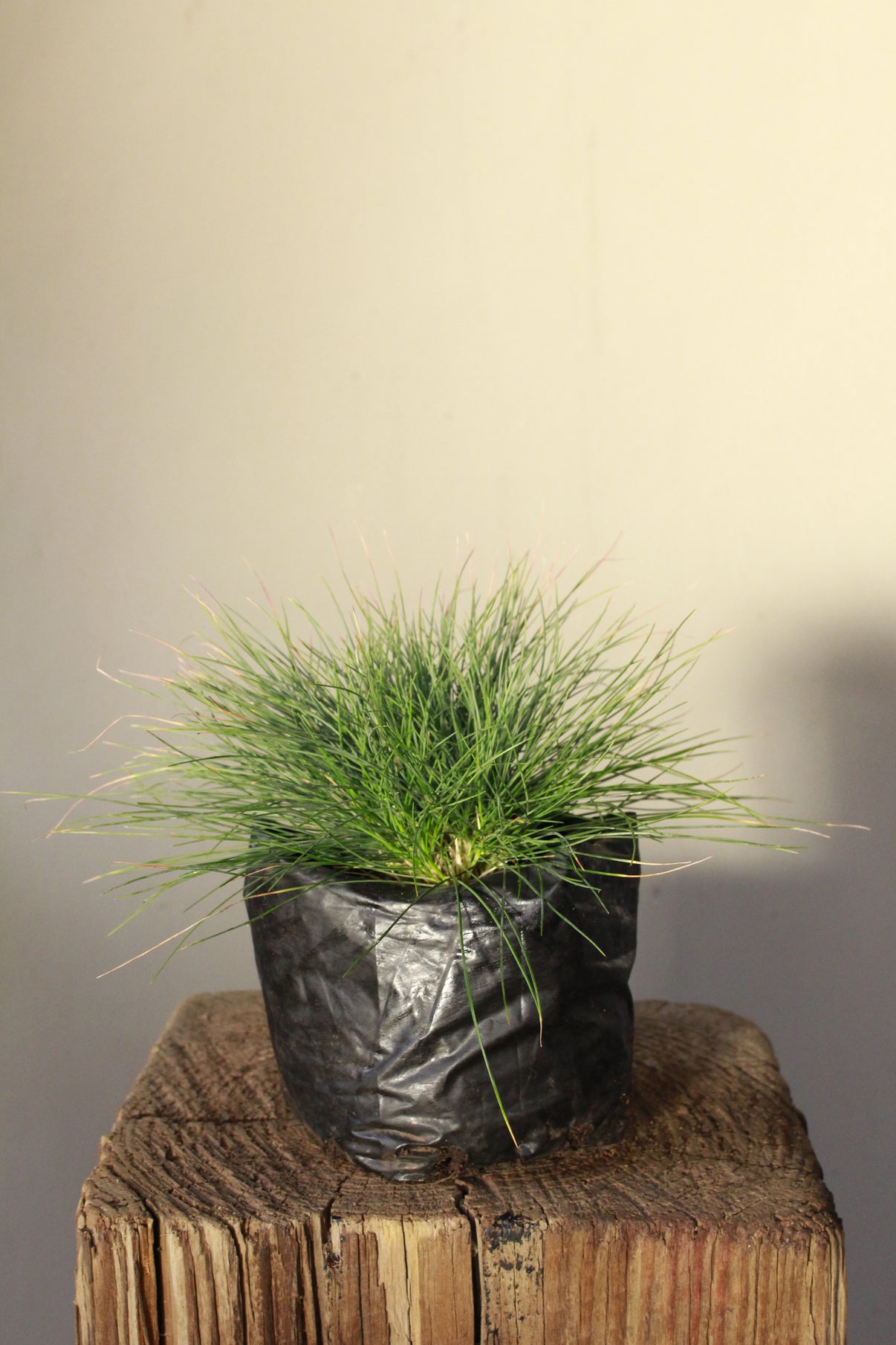 Carex Comans Amazon Mist grass South Africa – i-go-eco