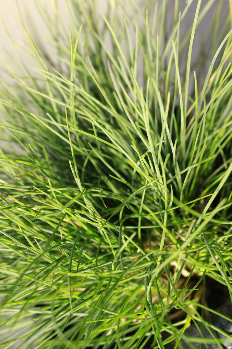 Carex Comans Amazon Mist grass South Africa