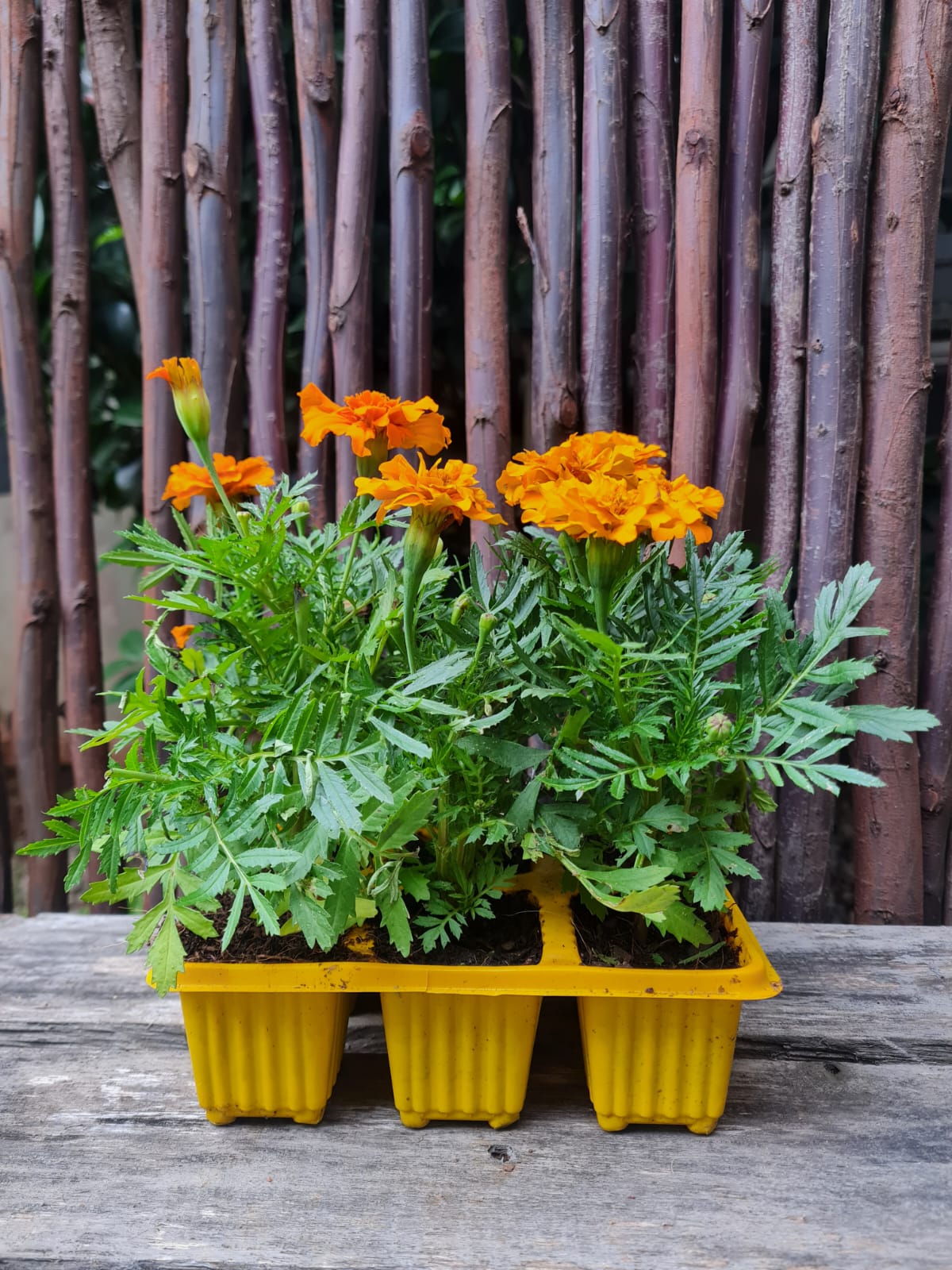 Marigold 6 Pack | Garden Flowers South Africa | i-go-eco