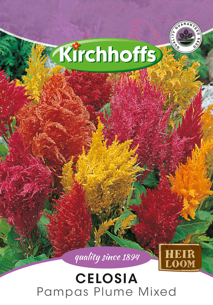 Celosia Pampas Plume Mixed Seeds South Africa