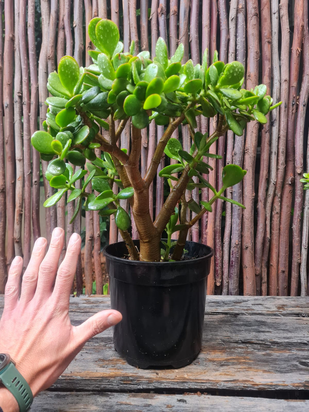 Large Jade Money Plant – Crassula ovata for Sale in South Africa | i-go-eco