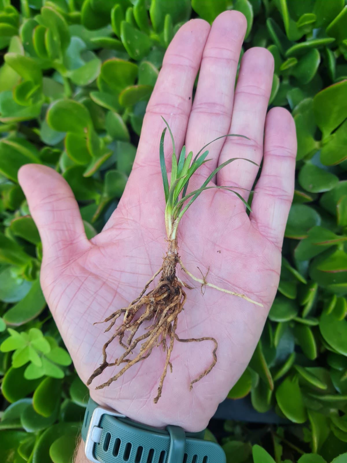 Dwarf Mondo Grass (Ophiopogon ‘Kyoto Dwarf’) – Terrariums & Mini ...
