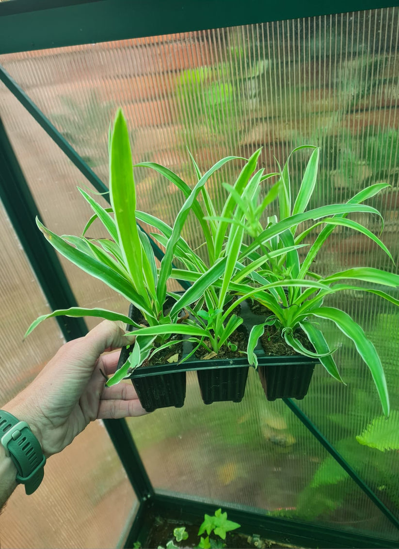 Spider Plant 6 Pack | Chlorophytum comosum | Indoor, Outdoor ...