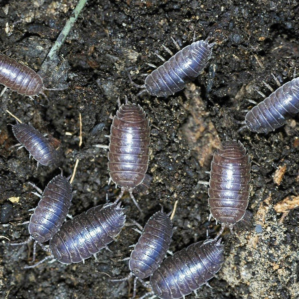 Isopods South Africa Isopod