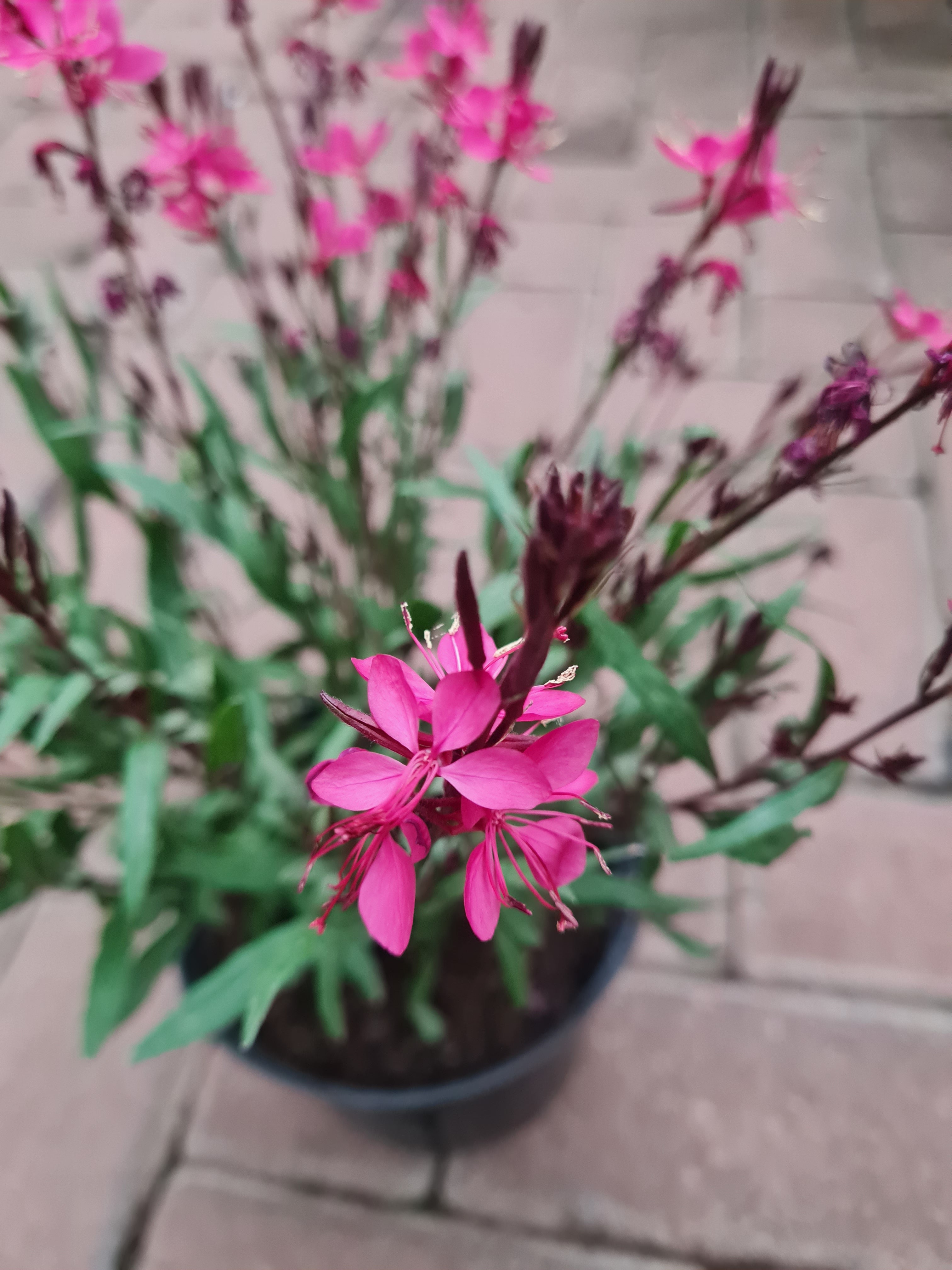 Buy now Butterfly Bush Gaura for sale in South Africa. i-go-eco